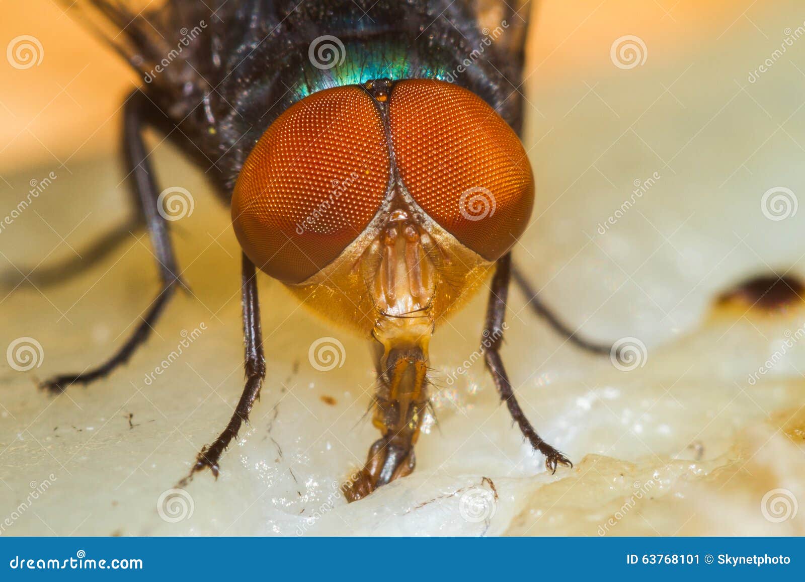 Fly eating dried fish stock image. Image of close, bite - 63768101