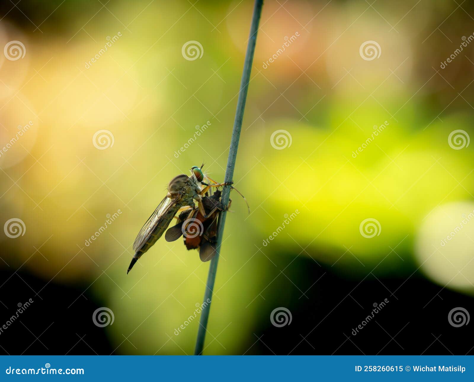 The Fly Eating Insect stock image. Image of domestic - 258260615