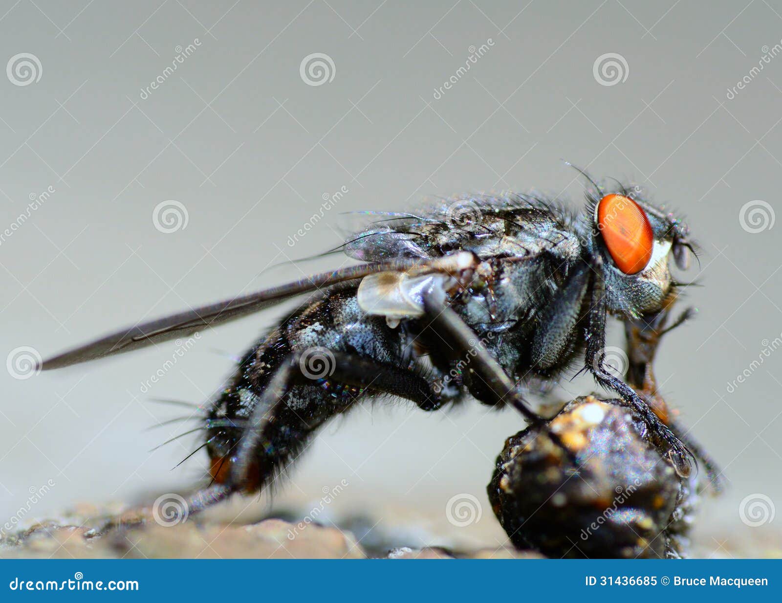 Fly Eating. stock image. Image of wing, housefly, macro - 31436685