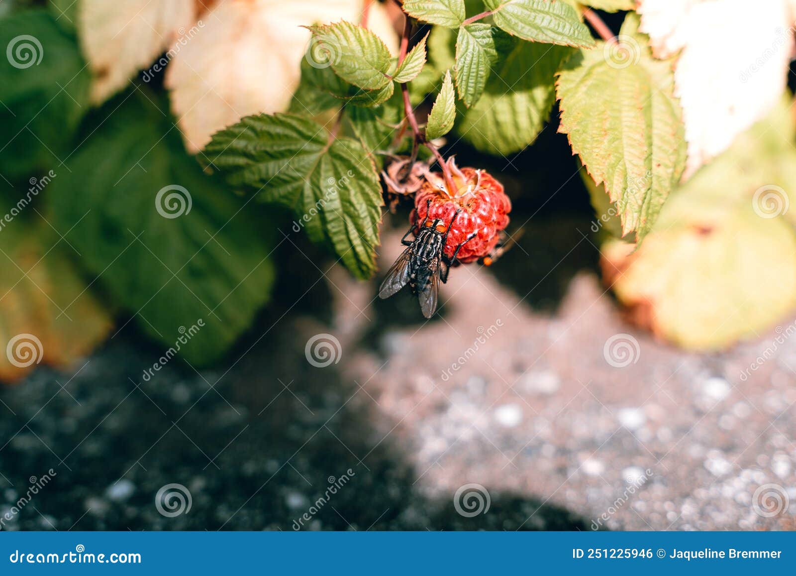 A Fly is Eating a Raspberry Stock Photo - Image of detail, abstract ...