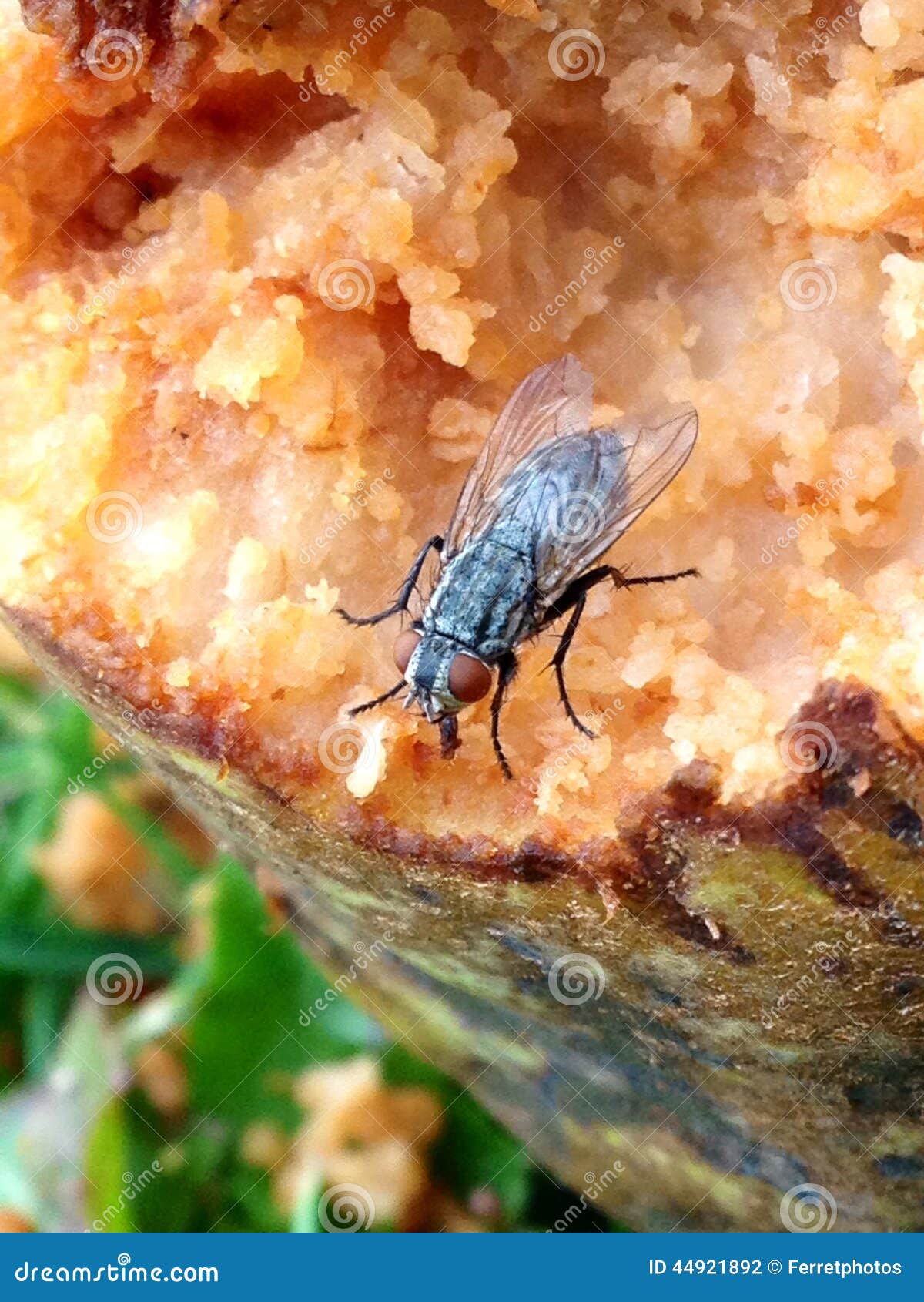 Fly stock photo. Image of rotten, eating, insect, apple - 44921892