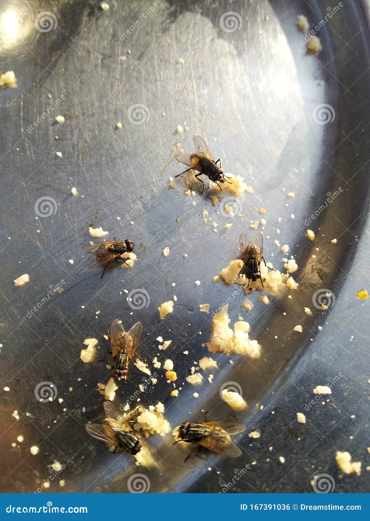 Fly Eating Suger .blowfly Eating Suger Stock Photo - Image of yellow ...