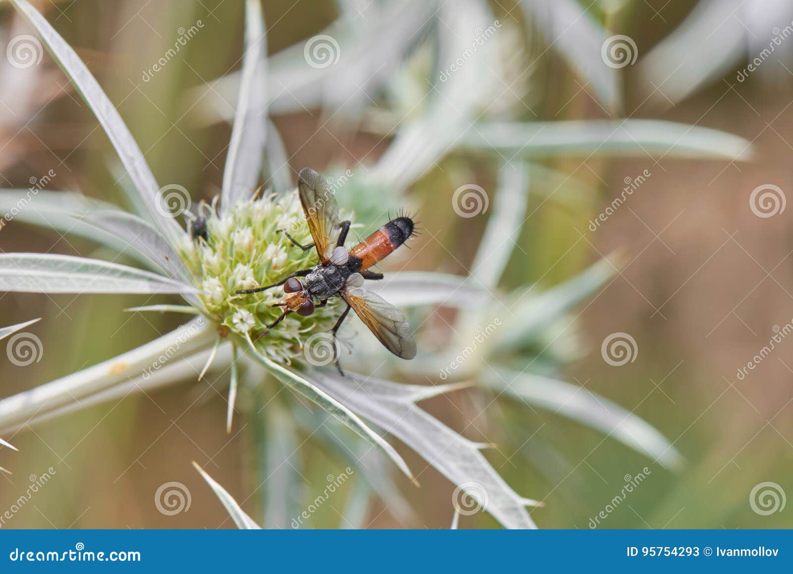 Fly Eating from Wild Spiky Flower Stock Image - Image of leaf, colour ...