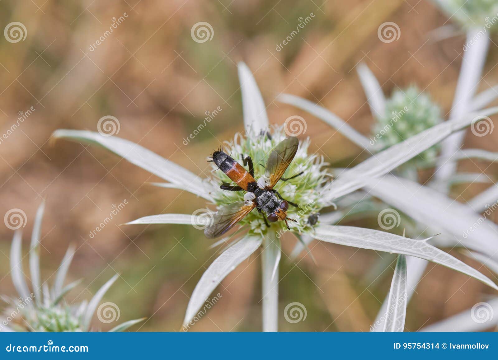 Fly Eating from Wild Spiky Flower Stock Photo - Image of small, honey ...