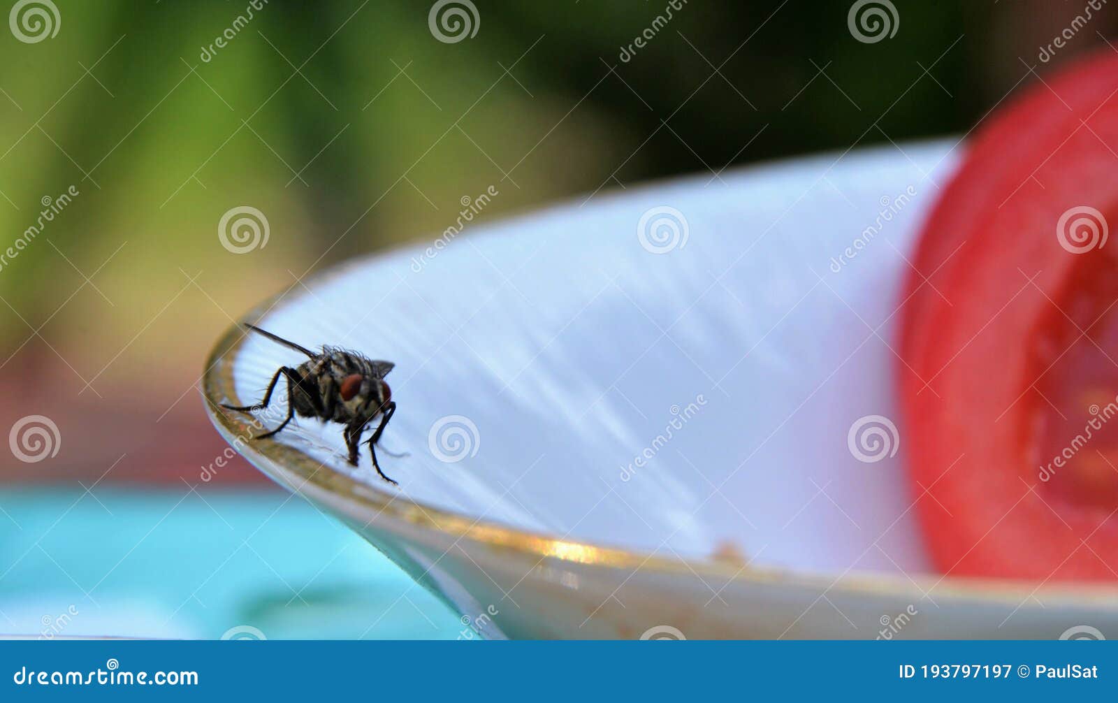 The Fly Eats the Leftovers from the Plate Stock Image - Image of food ...