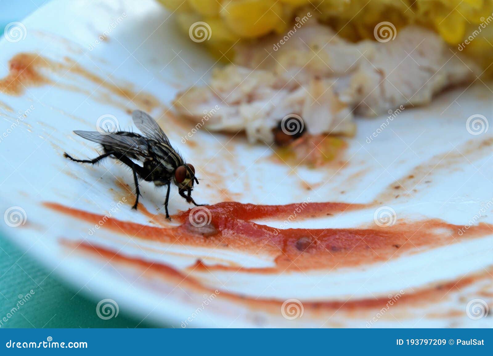 The Fly Eats the Leftovers from the Plate Stock Image - Image of ...