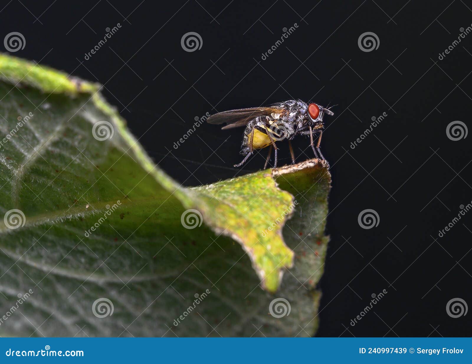 A Fly on the Edge of a Tree Leaf Next To a Web Stock Image - Image of ...