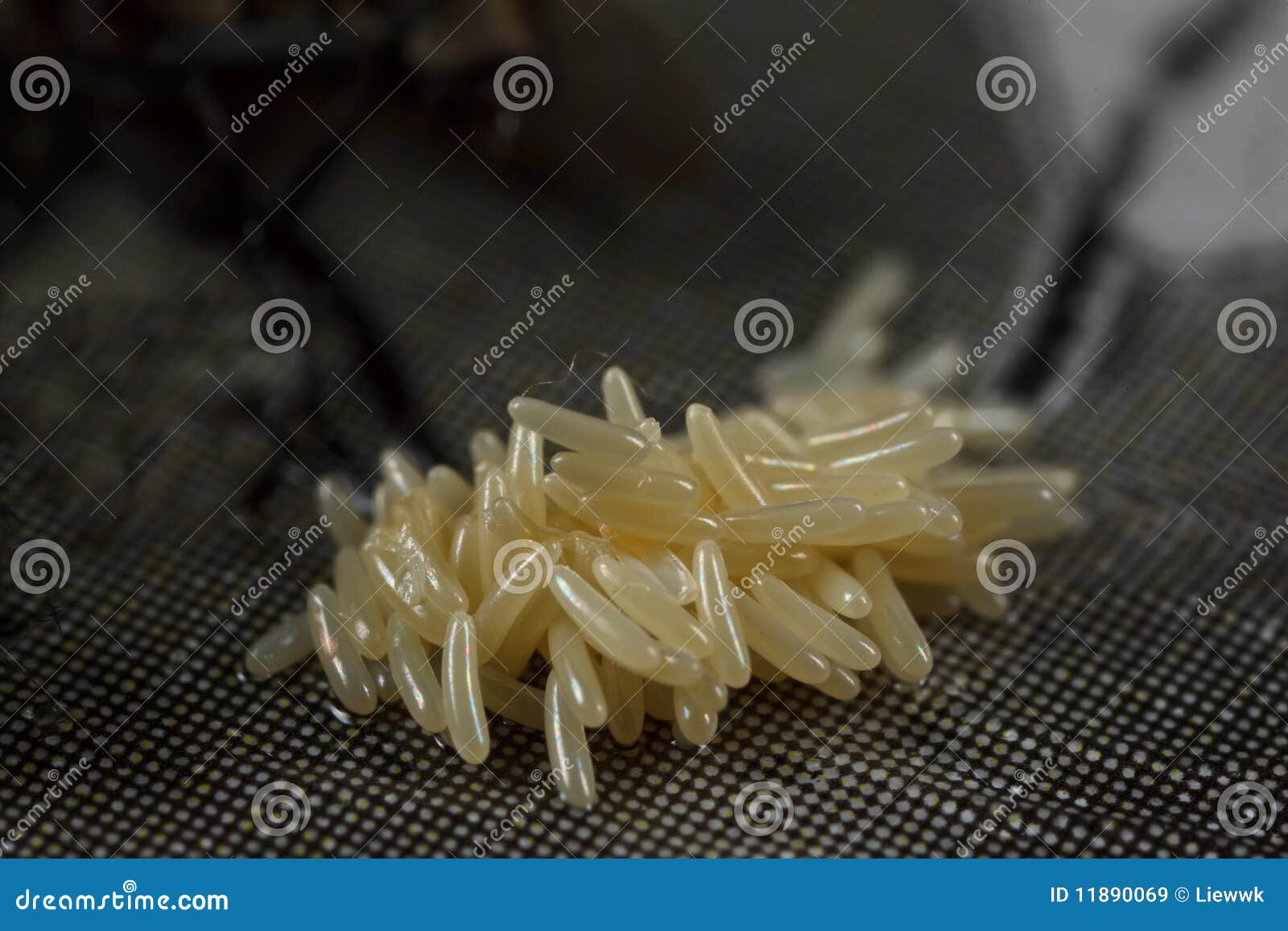 Fly egg stock image. Image of plant, close, diptera, wildlife - 11890069