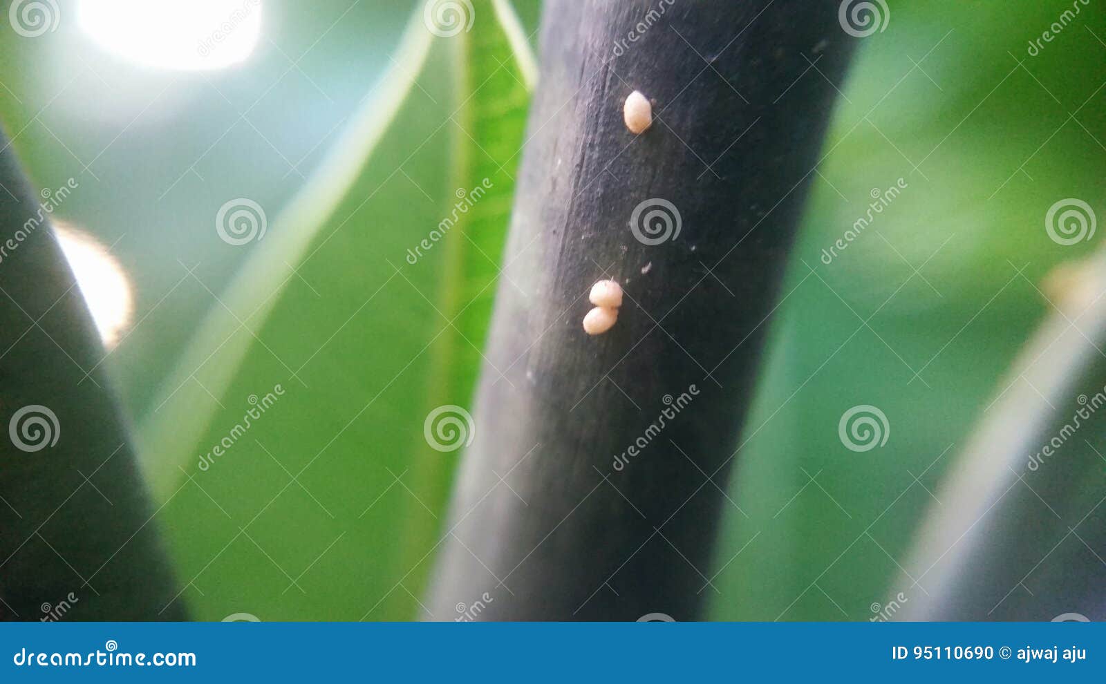 3,437 Fly Eggs Photos - Free & Royalty-Free Stock Photos from Dreamstime