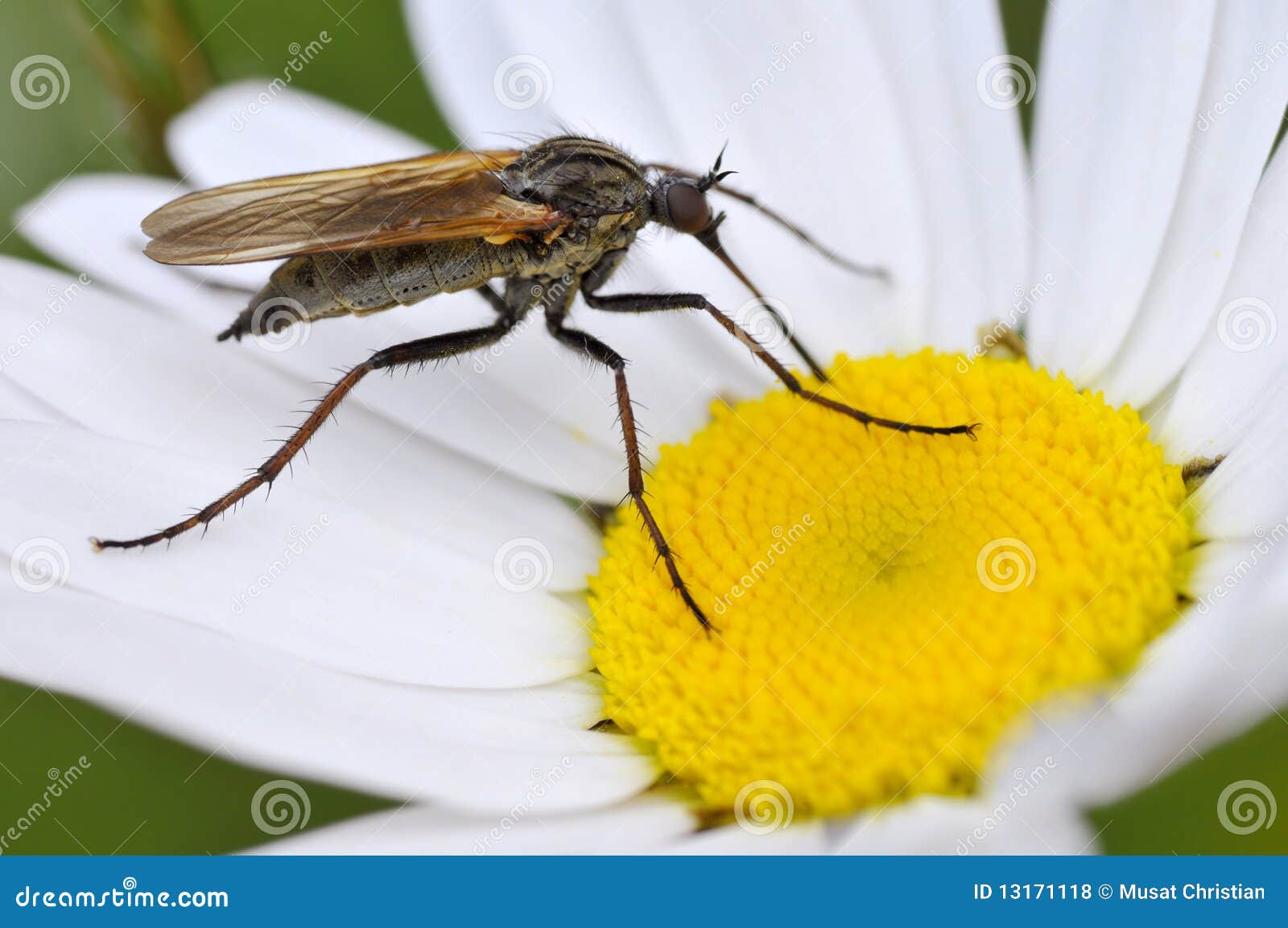 Fly Empis on daisy flower stock photo. Image of diptera - 13171118