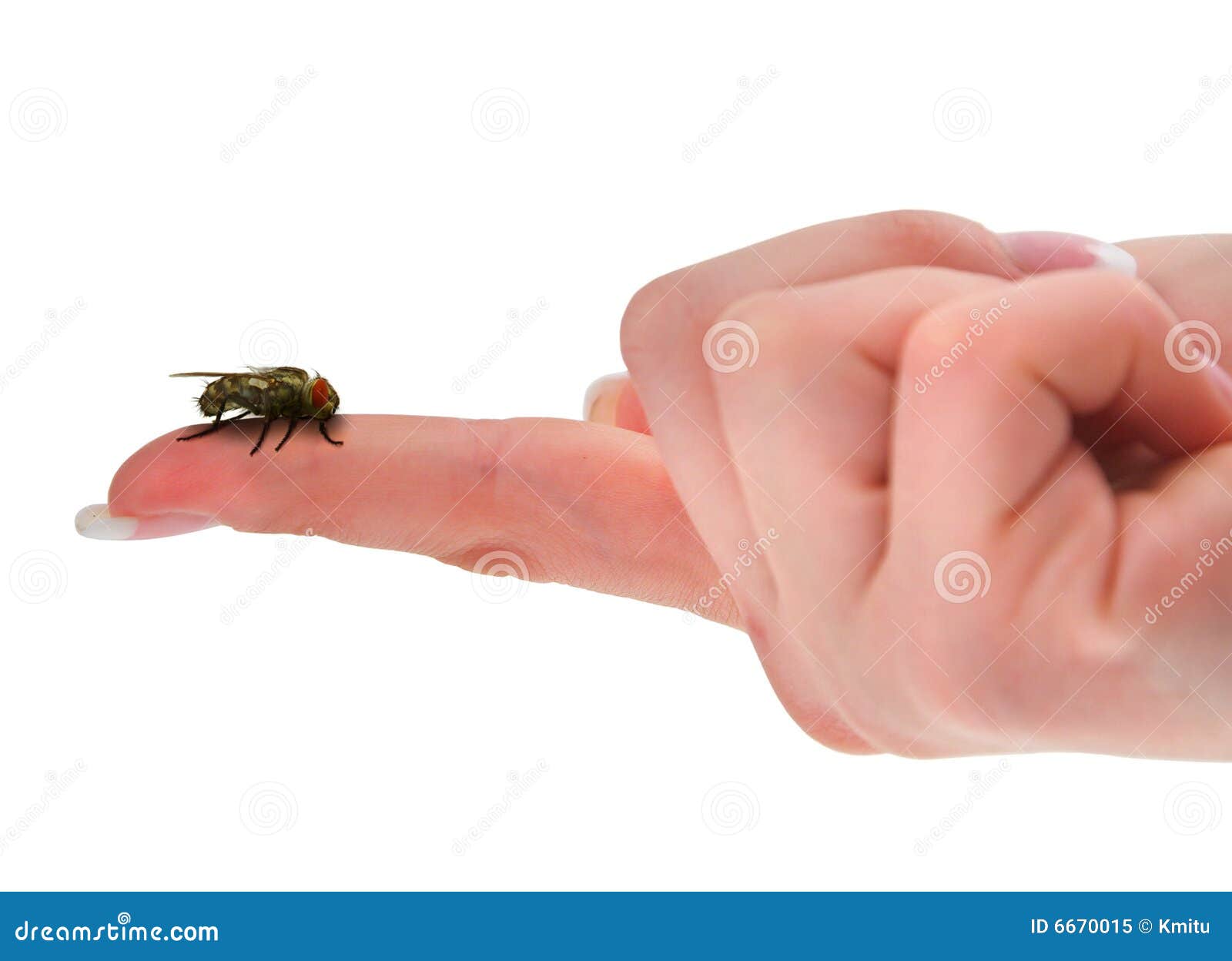 Fly on end of finger stock image. Image of hand, resting - 6670015