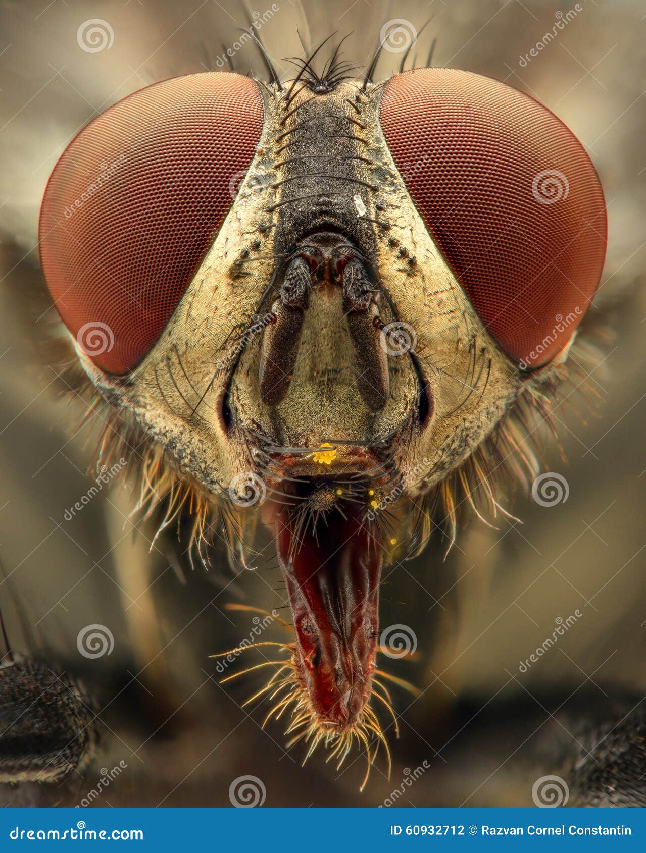 Fly Extreme Closeup of Head from Front View Stock Photo - Image of head ...