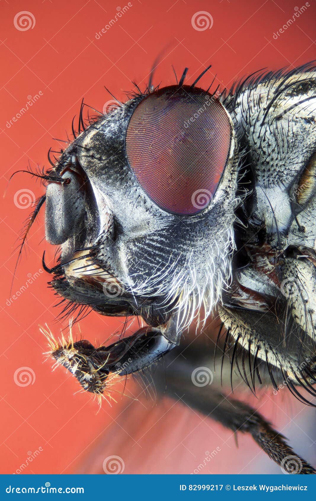 Fly stock image. Image of macro, beauty, hair, flying - 82999217