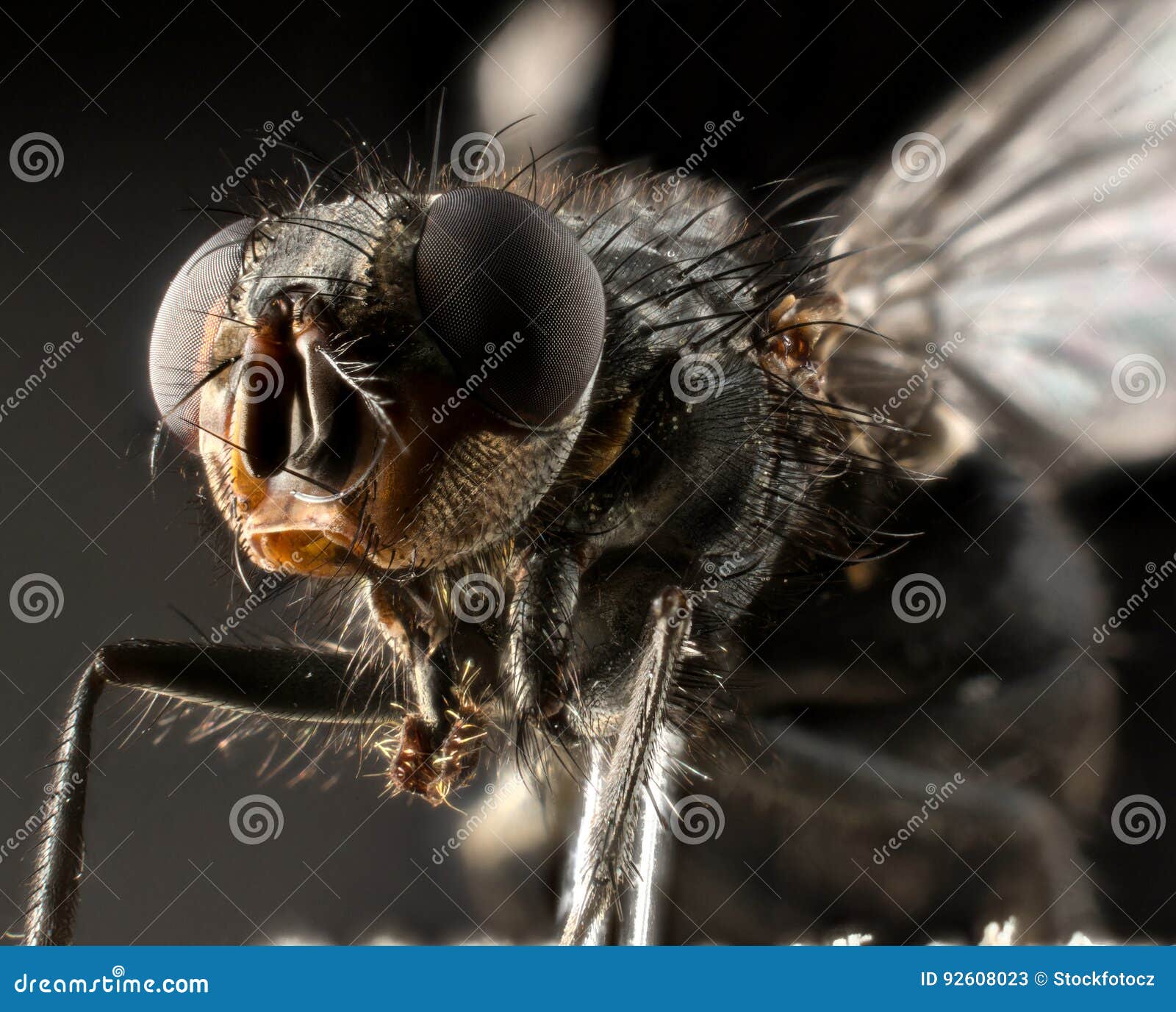 Fly extreme macro stock image. Image of detail, wing - 92608023