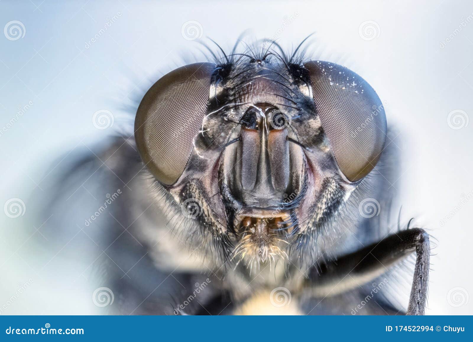 Fly eye closeup stock photo. Image of natural, compound - 174522994