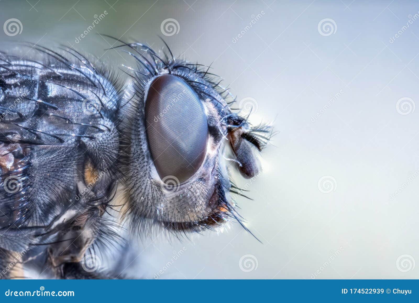 Fly eye closeup stock image. Image of pest, insect, housefly - 174522939