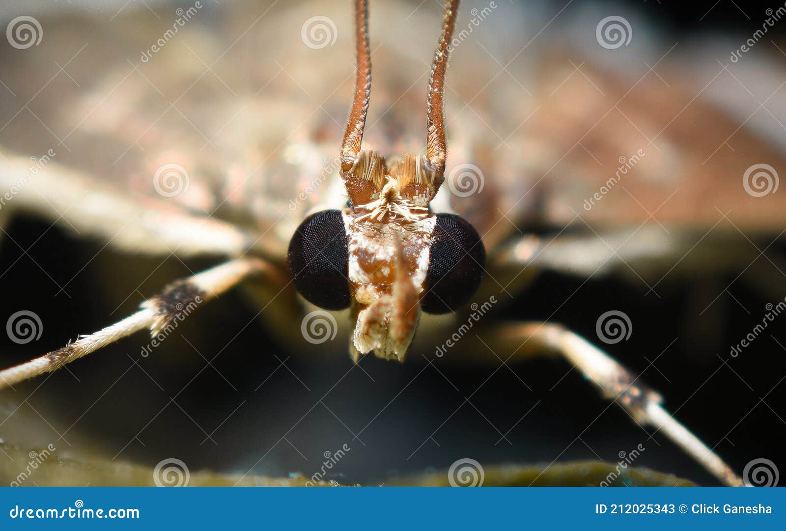 Fly Eye Facing Front Side and Black Eye Stock Image - Image of side ...