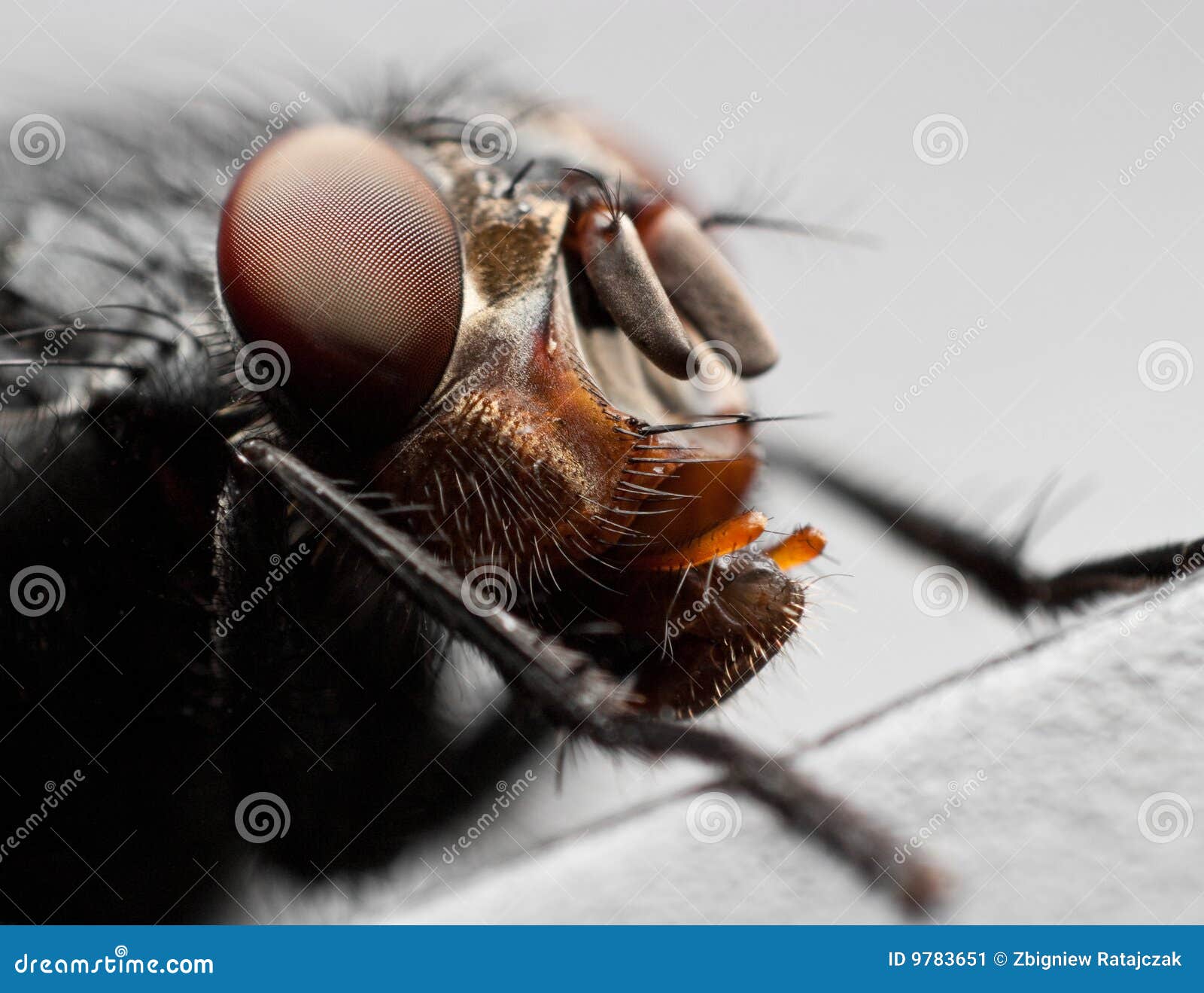 Fly eyes stock image. Image of nature, eyes, detail, biology - 9783651