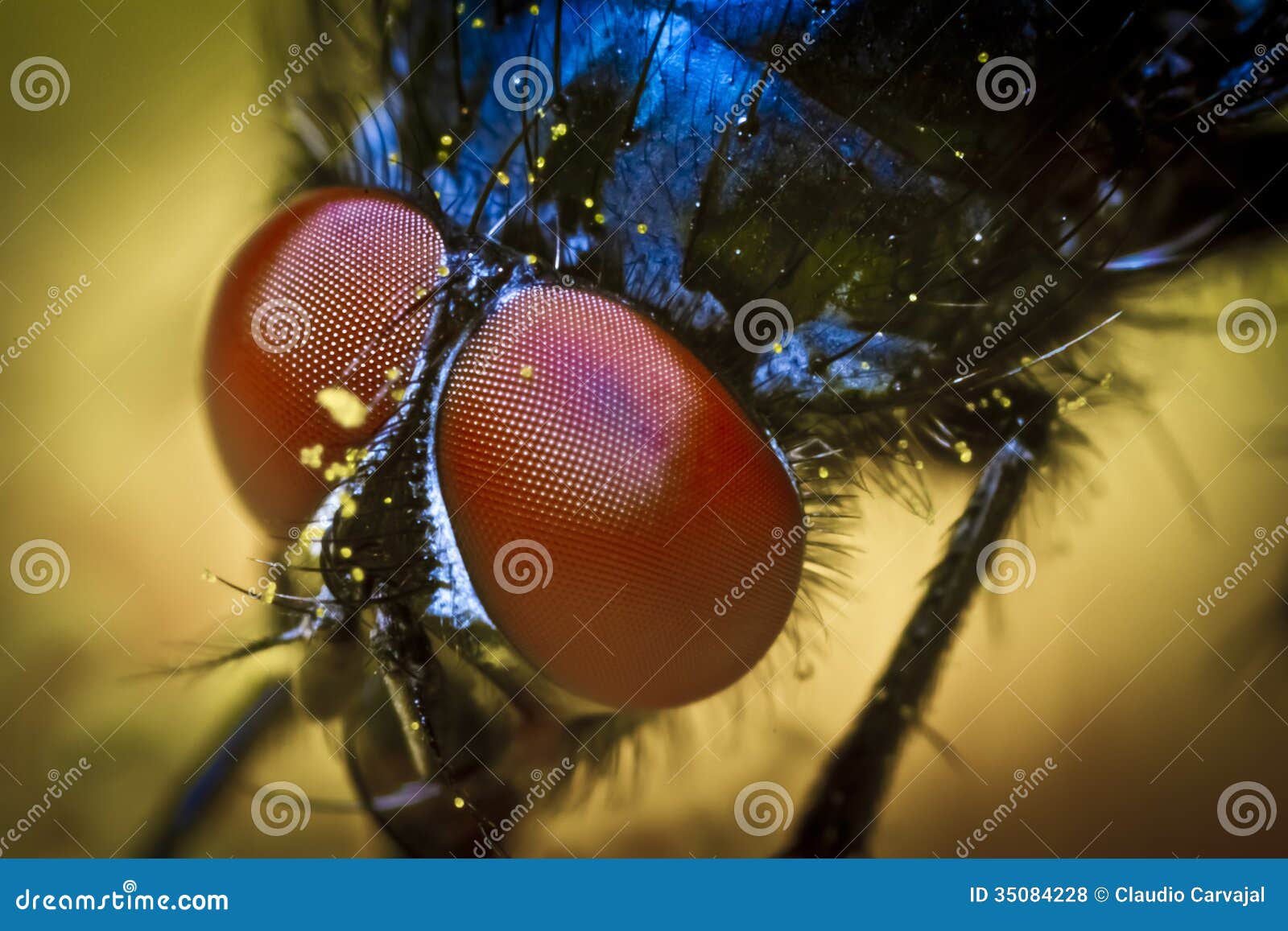 Fly eyes stock photo. Image of hair, facets, legs, hairy - 35084228