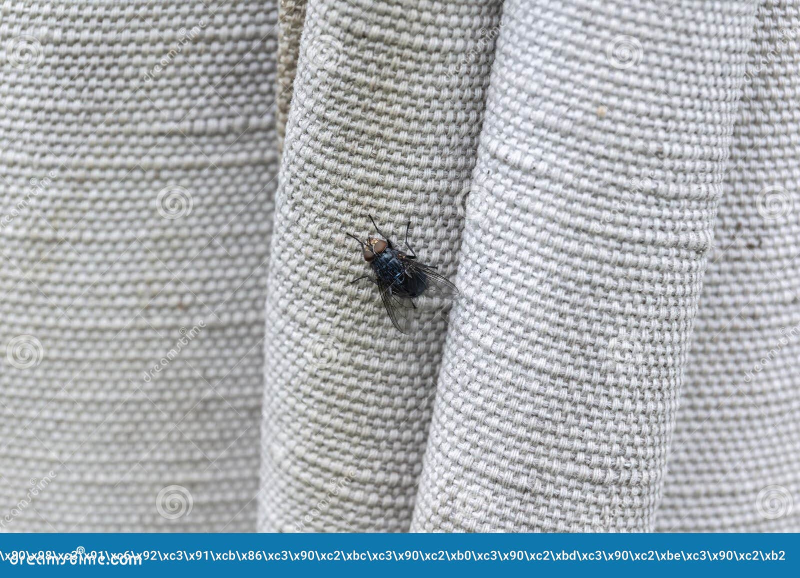 Fly on the fabric stock photo. Image of elements, background - 223278952