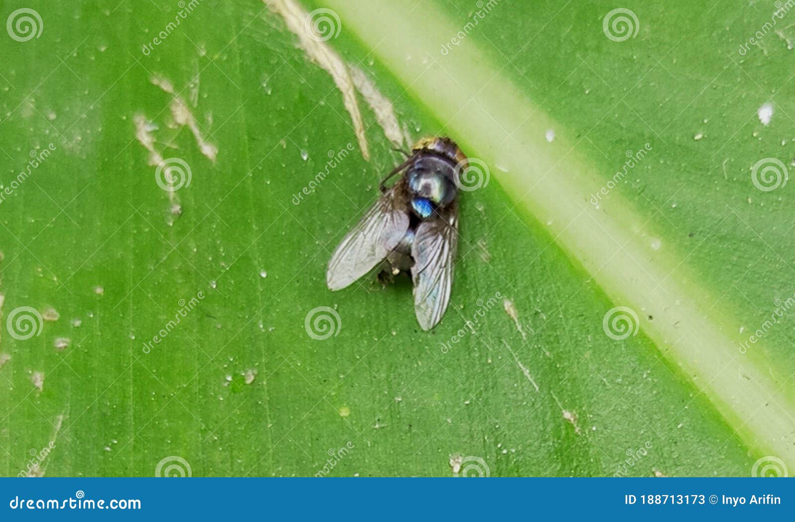 Fly falling down stock image. Image of nature, falling - 188713173