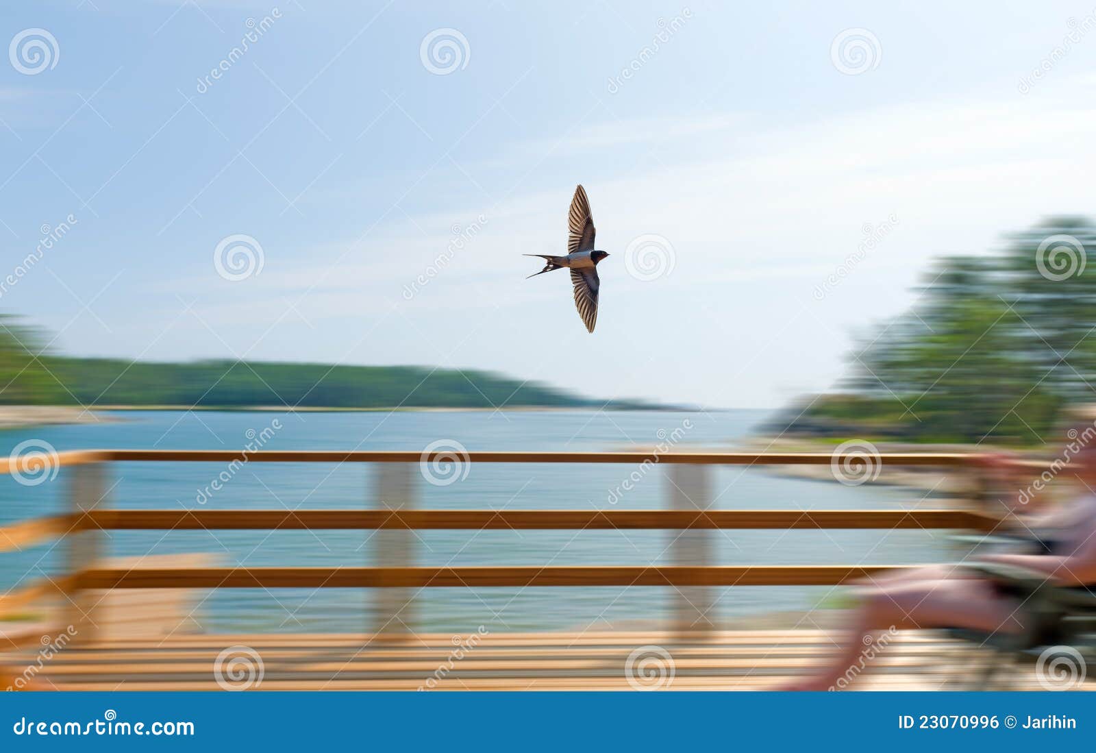 Fly by fast stock photo. Image of summertime, blue, hirundo - 23070996