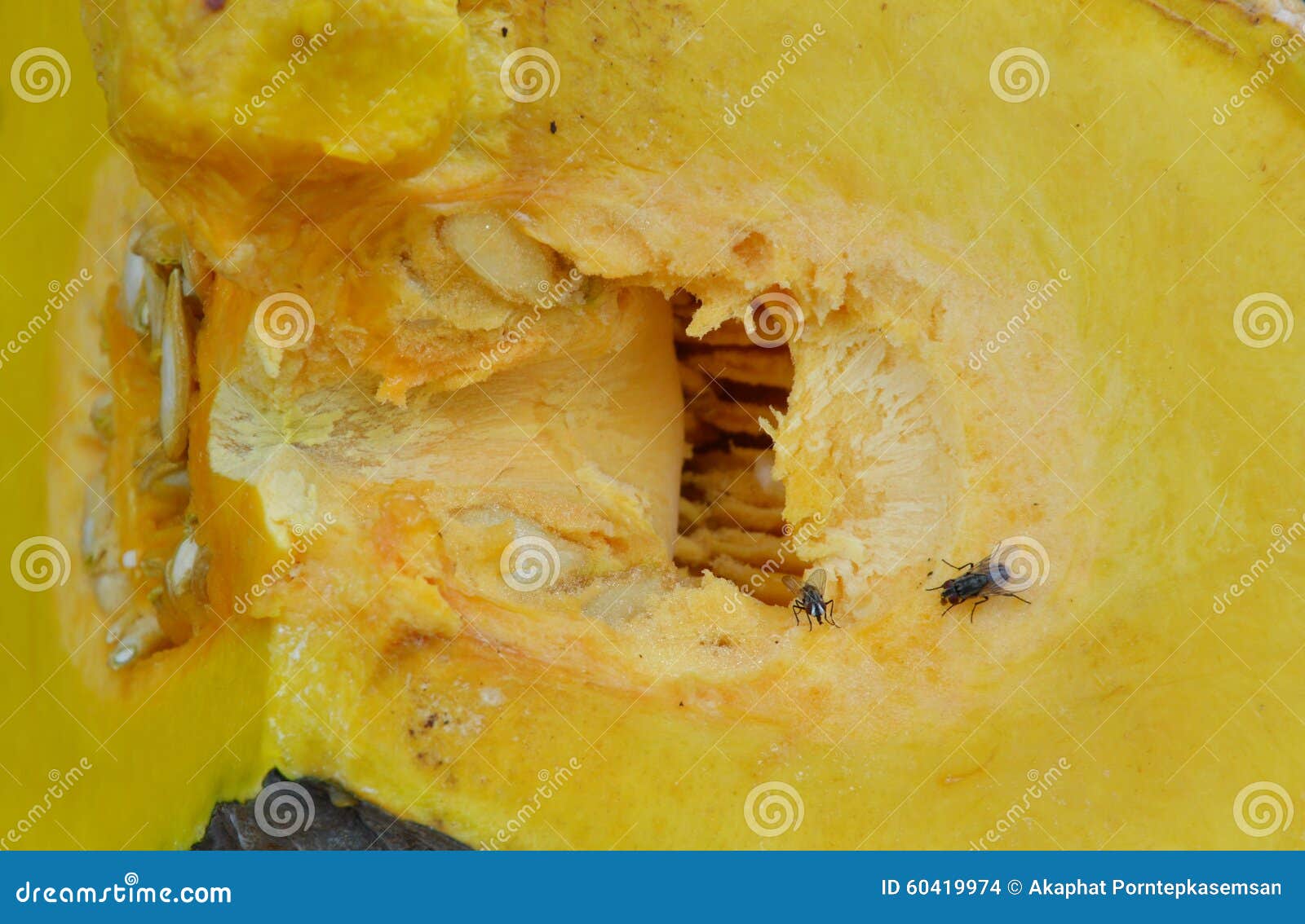 Fly feeding pumpkin stock photo. Image of food, digest - 60419974