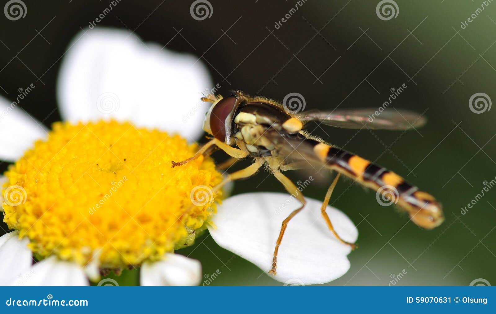 Fly stock image. Image of petals, macro, autumn, nectar - 59070631