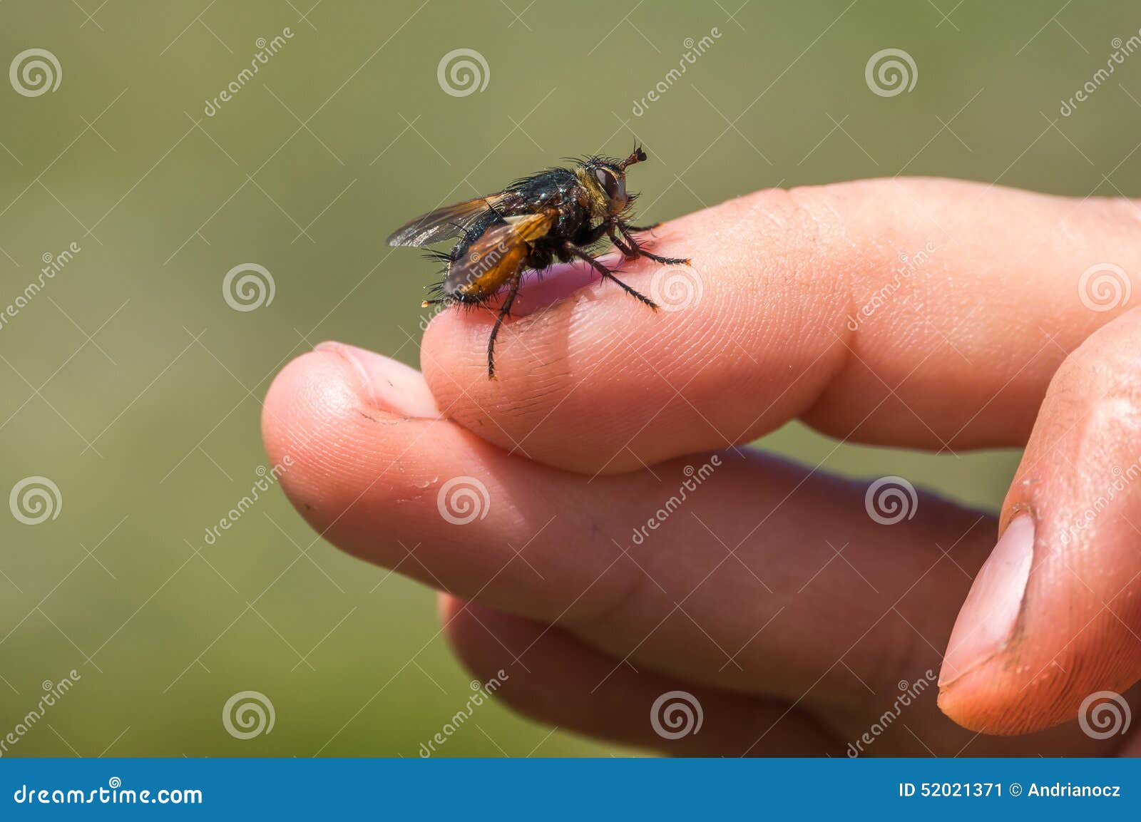 Fly on finger stock image. Image of black, beautiful - 52021371