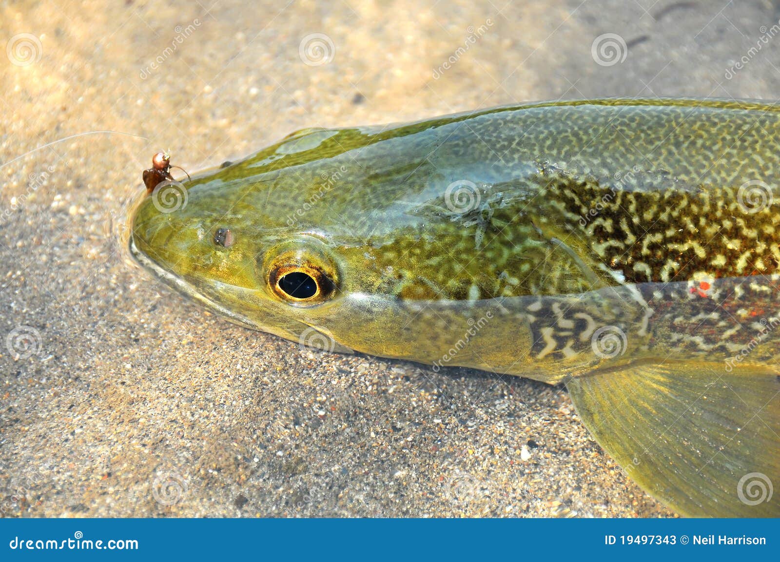 Trutta Marmorata Stock Photos - Free & Royalty-Free Stock Photos from ...