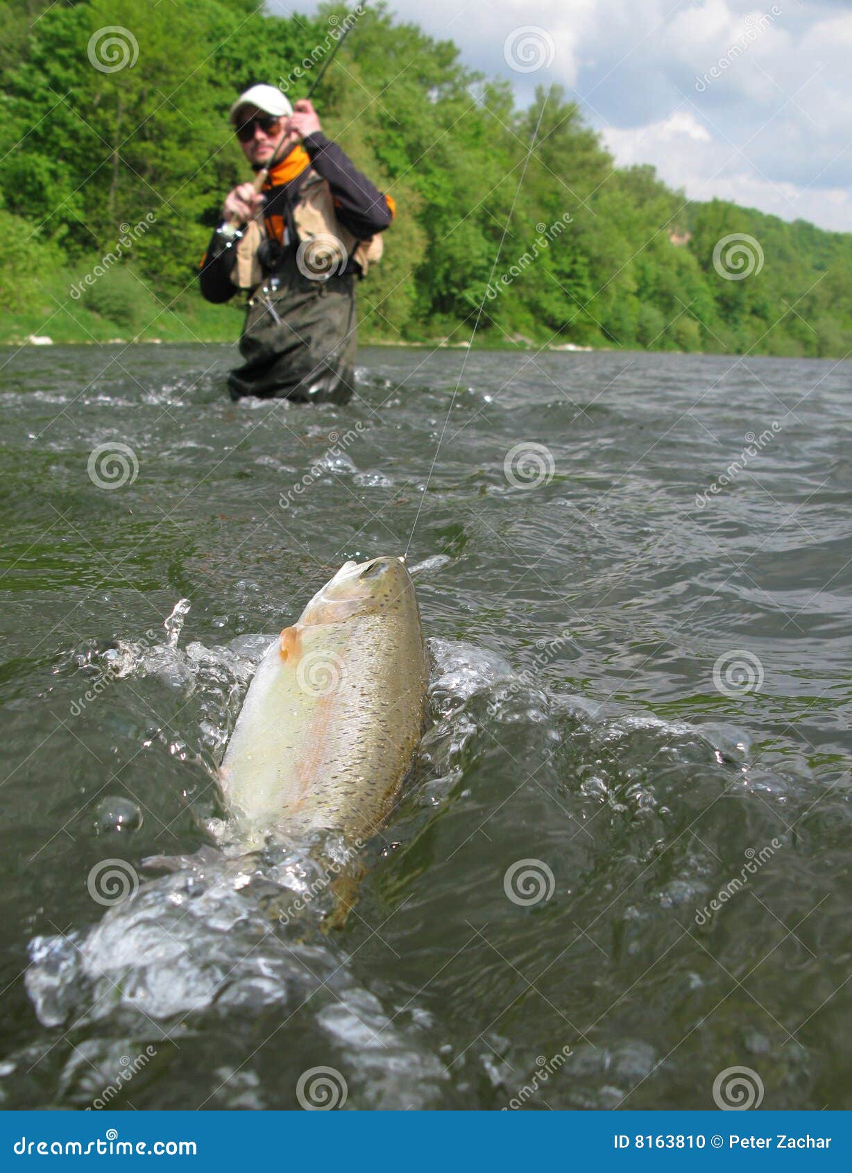 Fly fishing stock photo. Image of rainbow, creek, relax - 8163810