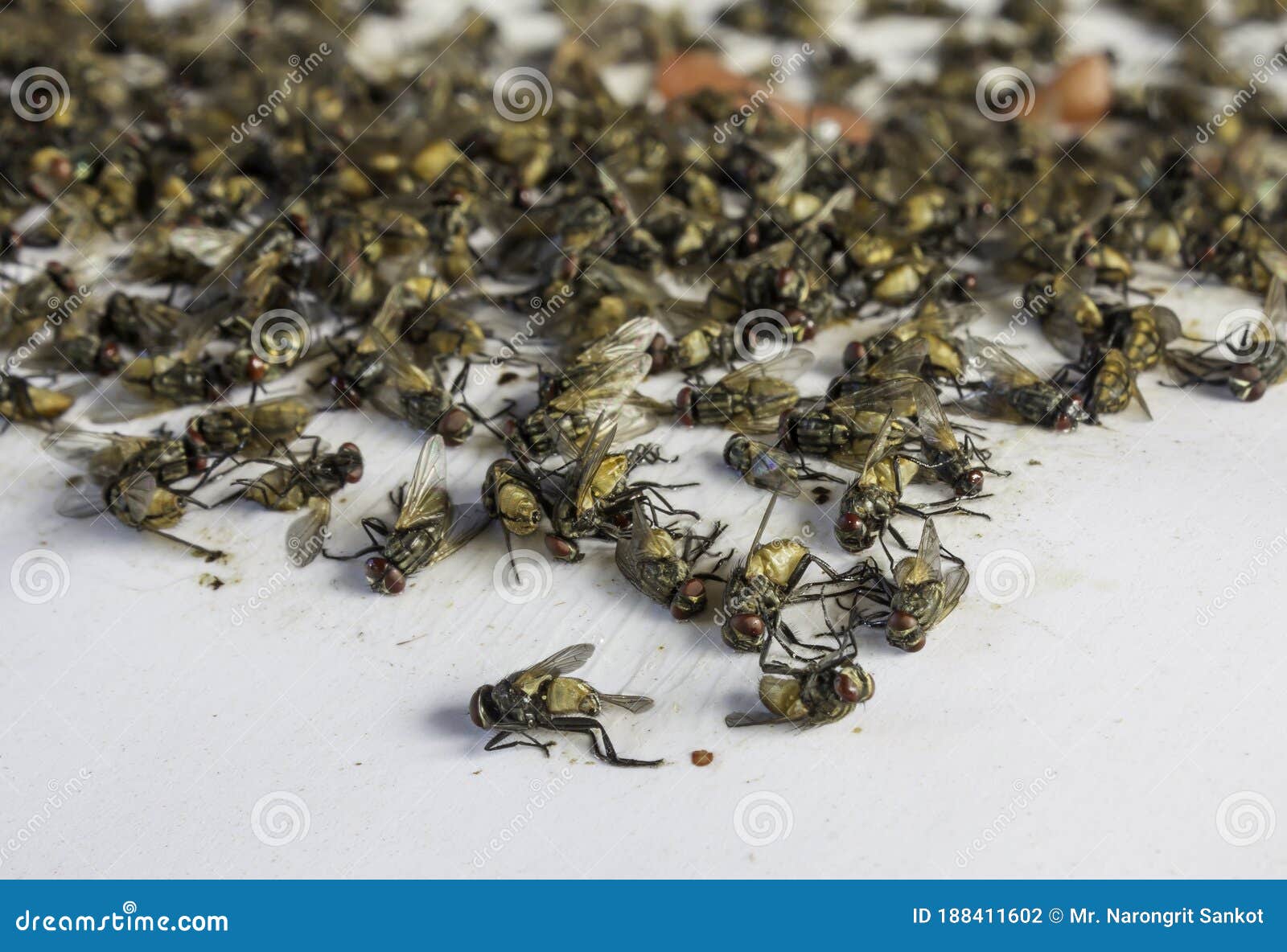 Trapped flies stock photo. Image of insect, stickiness - 188411602