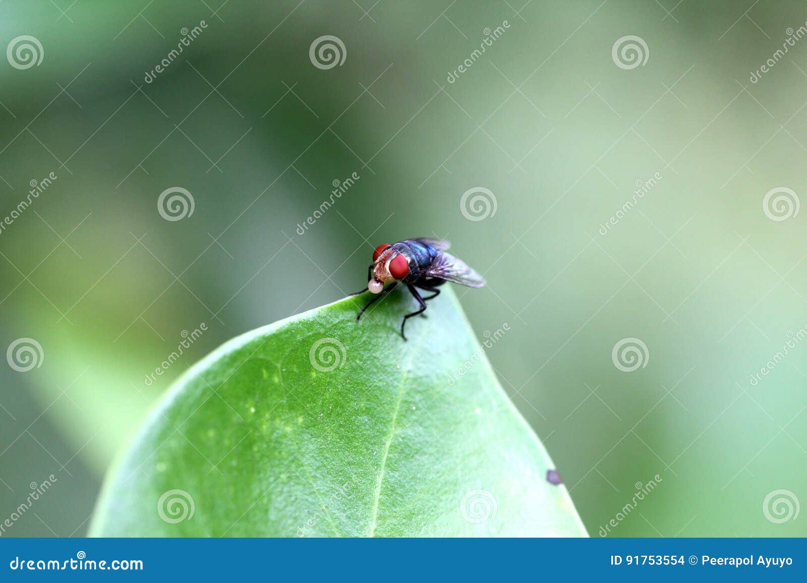 Fly stock photo. Image of flower, health, colors, hygiene - 91753554
