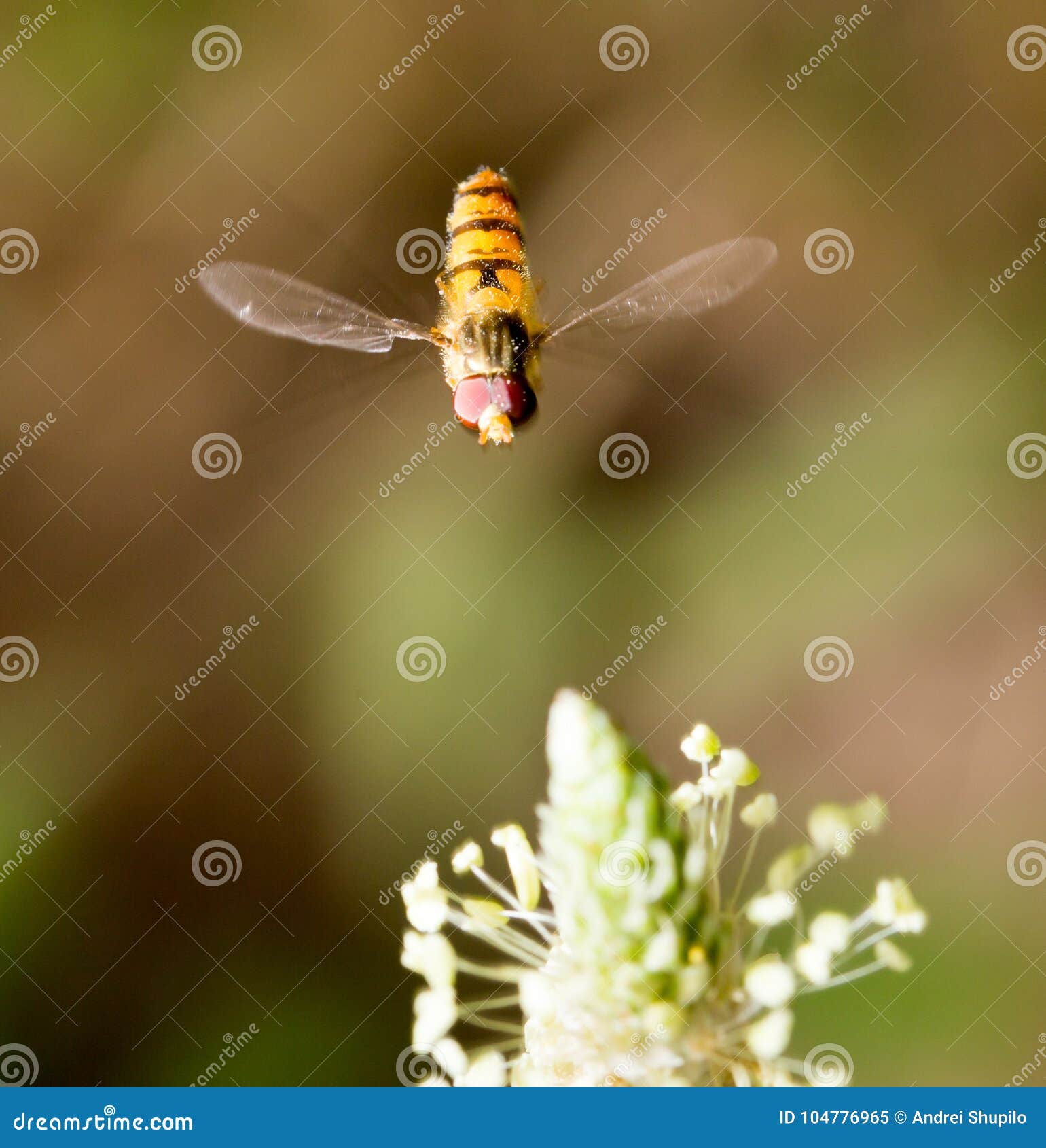 Fly in Flight in Nature. Macro Stock Image - Image of white, macro ...
