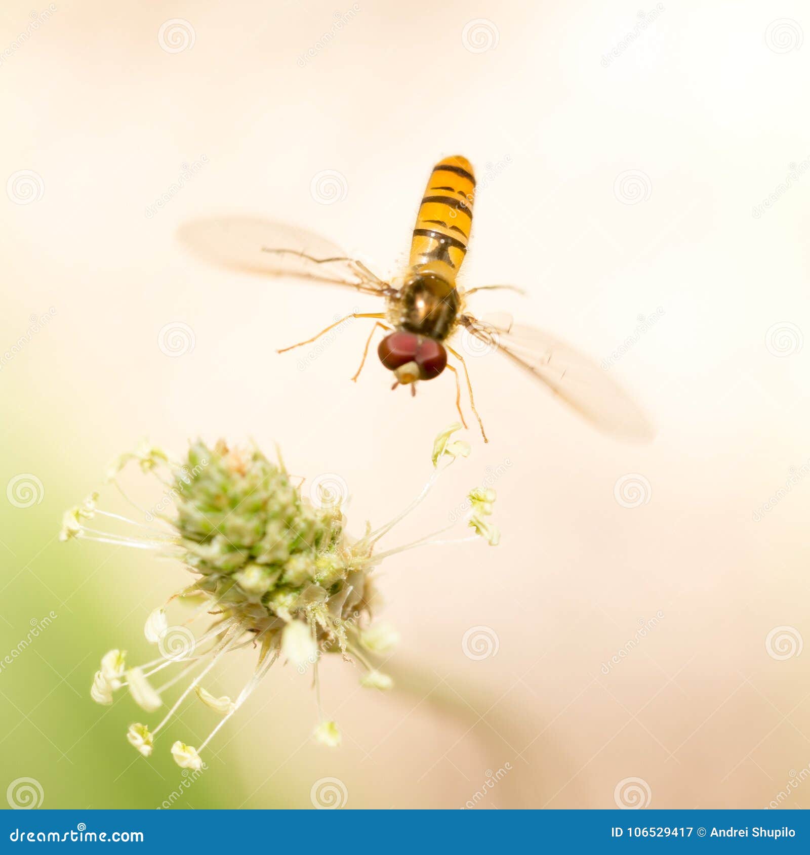 Fly in Flight in Nature. Macro Stock Image - Image of closeup, spring ...