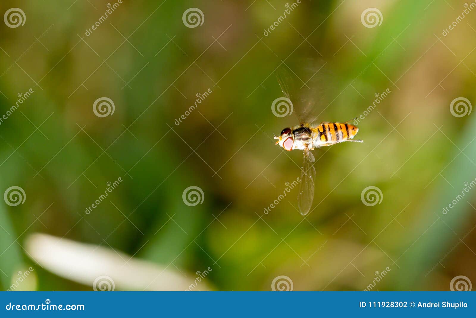 Fly in Flight in Nature. Macro Stock Photo - Image of plant, closeup ...