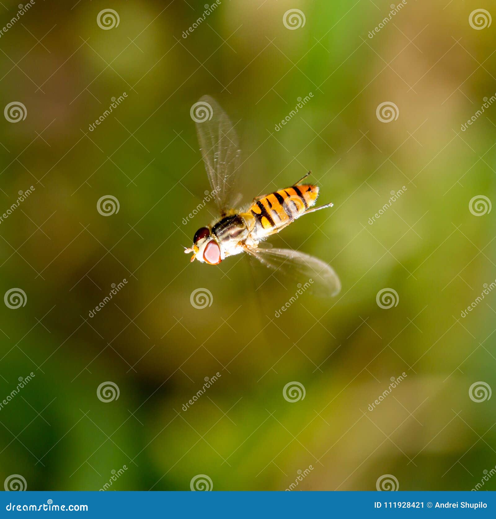 Fly in Flight in Nature. Macro Stock Image - Image of yellow, wild ...