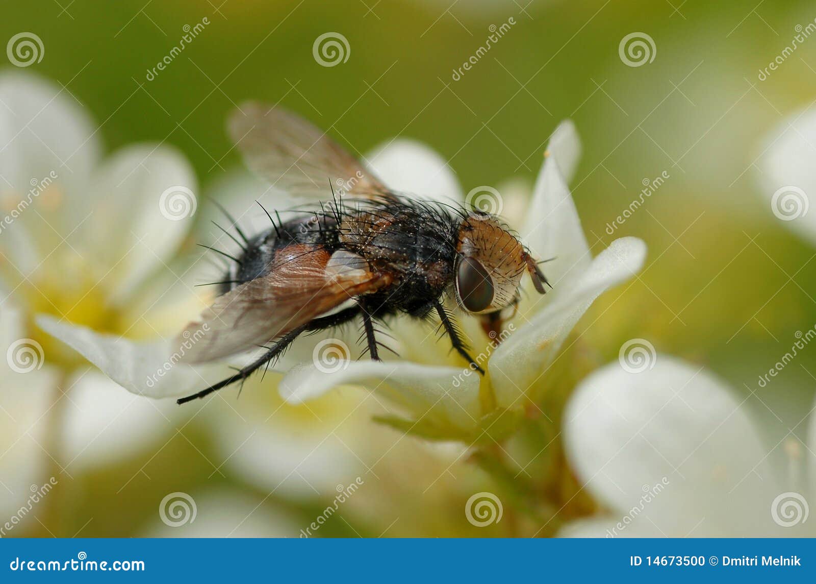 Fly on the flower stock photo. Image of animal, live - 14673500