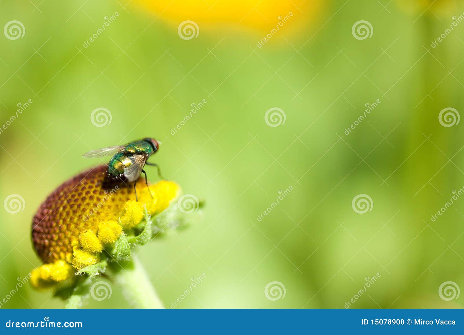 Fly on a flower stock photo. Image of insect, yellow - 15078900