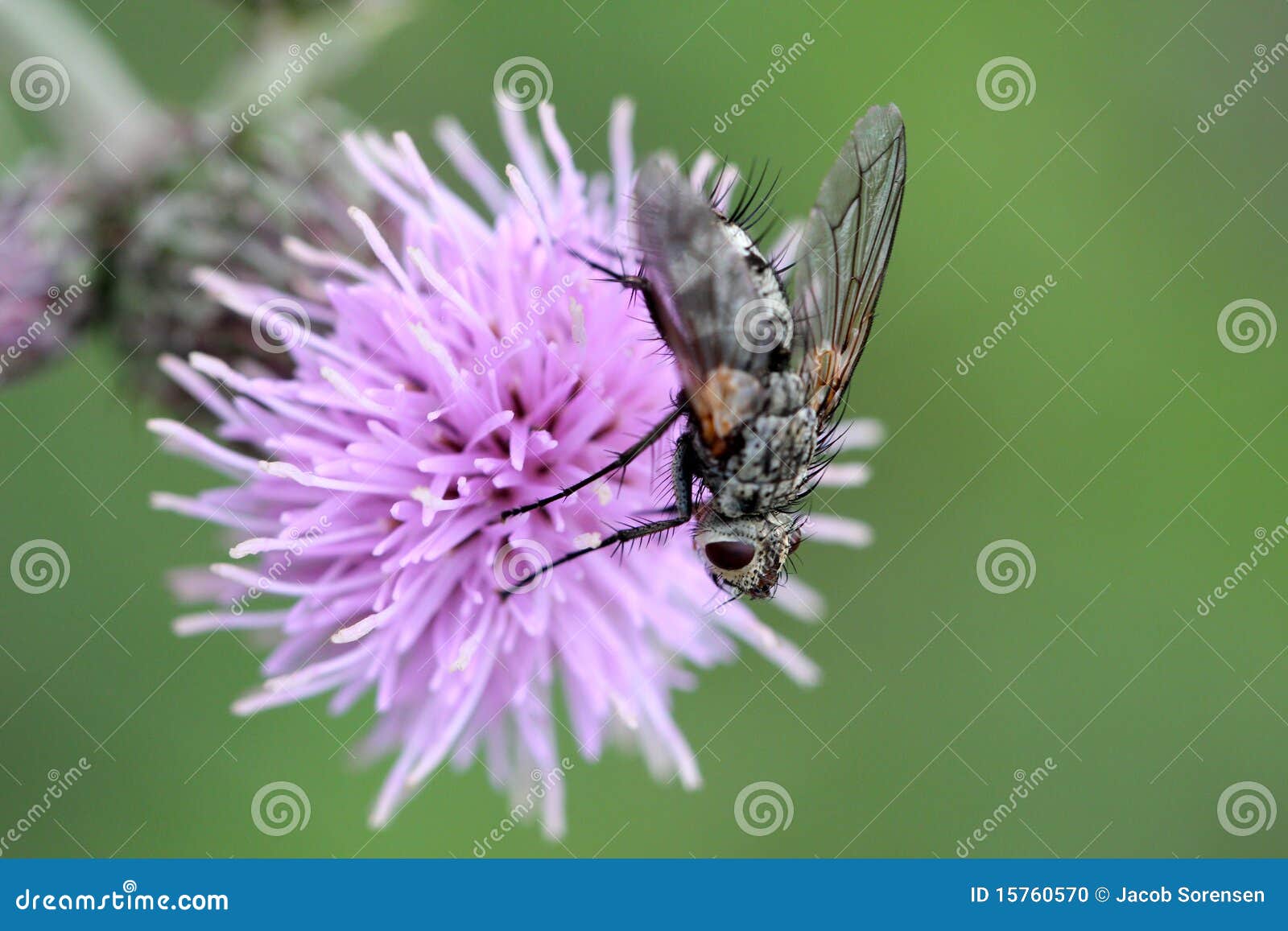 Fly on flower stock photo. Image of beauty, pollination - 15760570