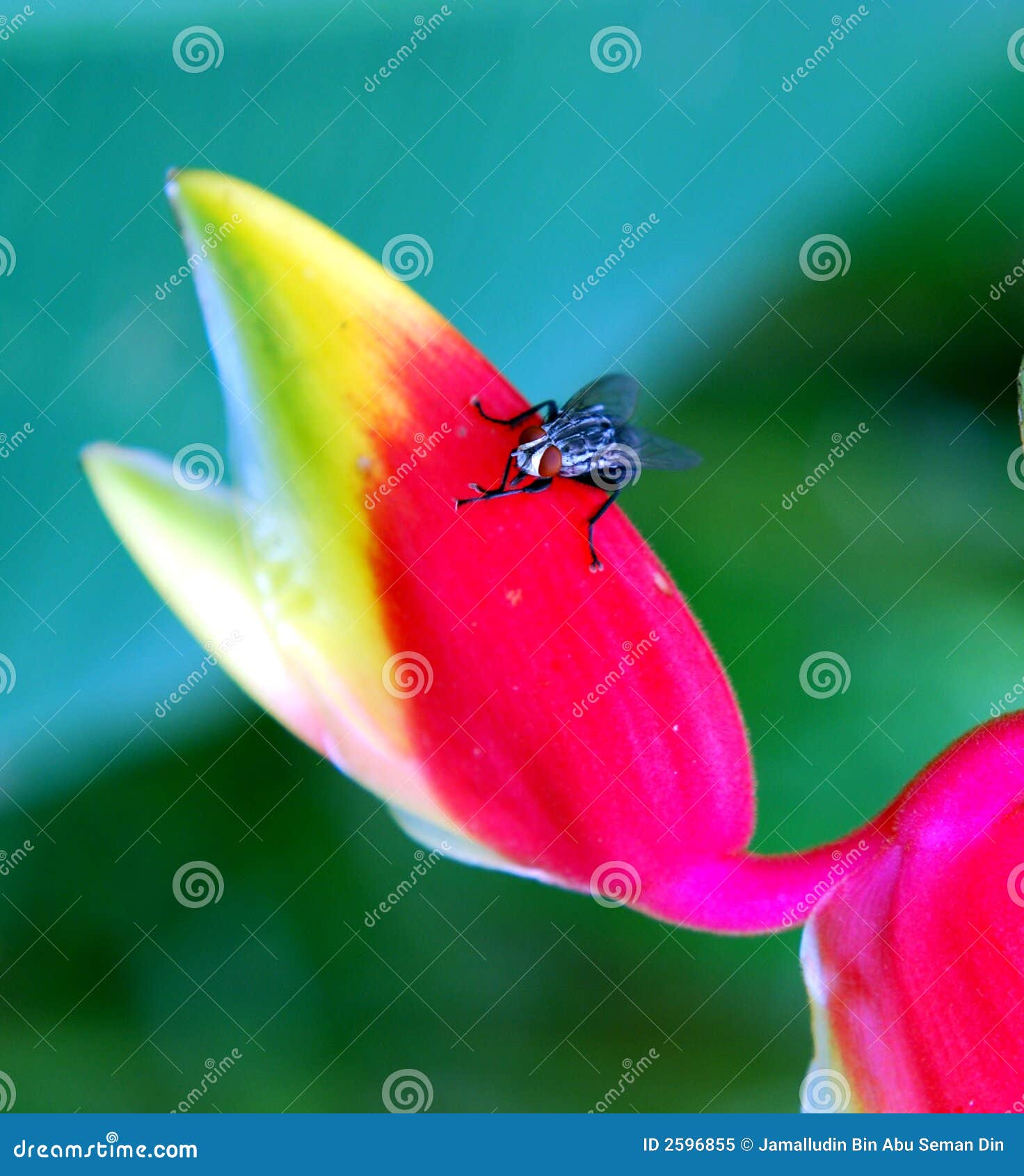 Fly on the flower stock image. Image of view, live, nature - 2596855