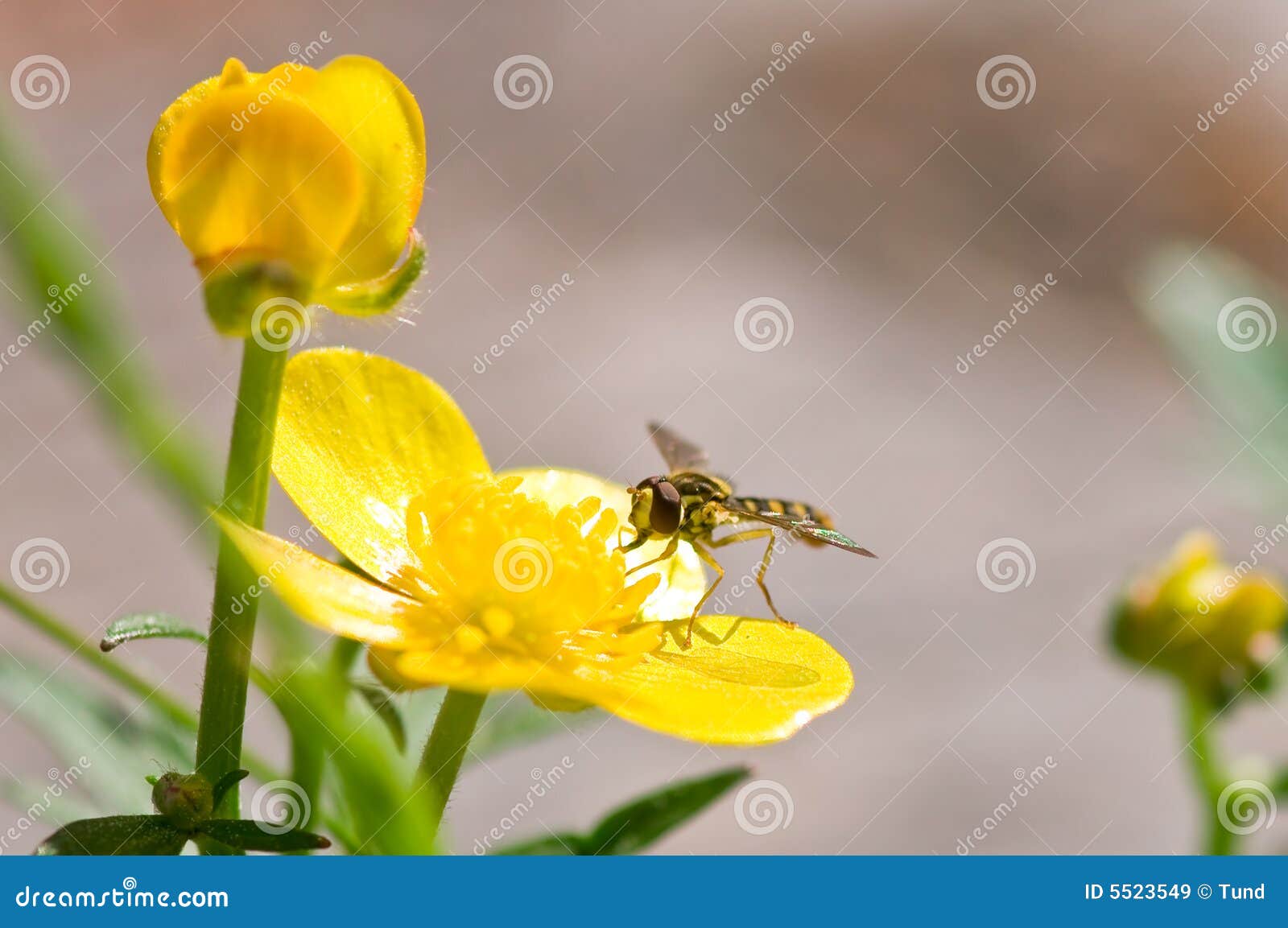 Fly on flower stock image. Image of insect, spring, garden - 5523549