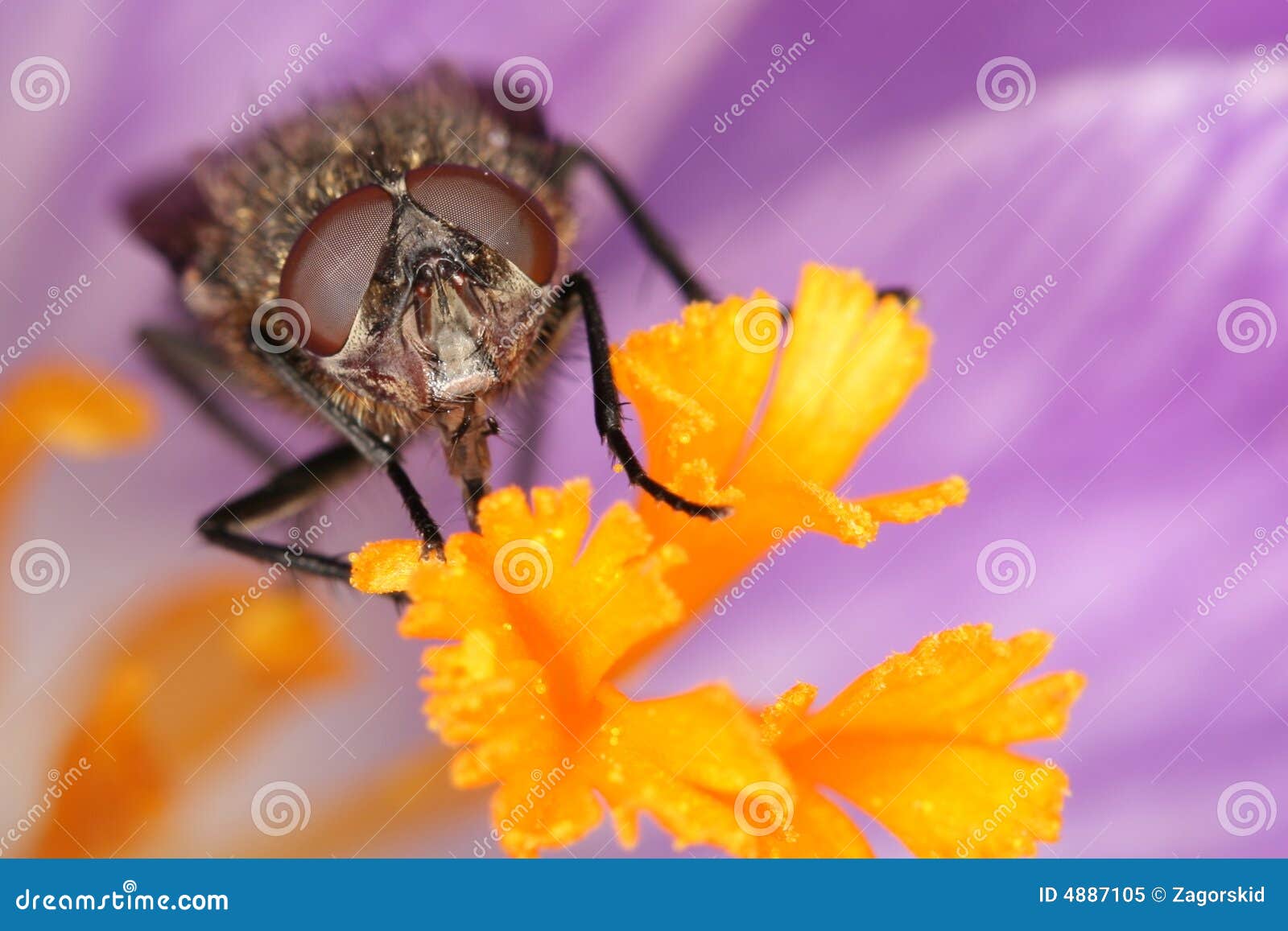 Fly on flower blossom stock image. Image of blossoming - 4887105