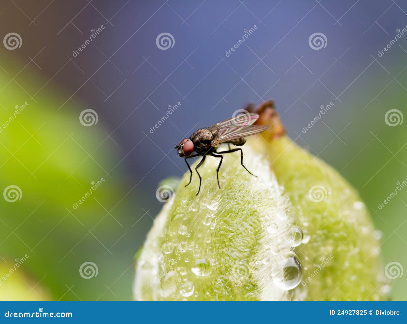 Fly on flower bud stock image. Image of animal, outdoor - 24927825