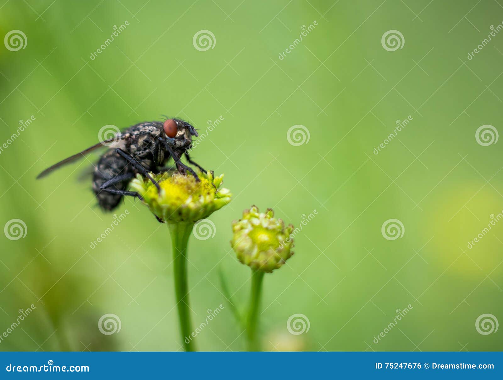 A fly on the flower stock photo. Image of nature, jewel - 75247676