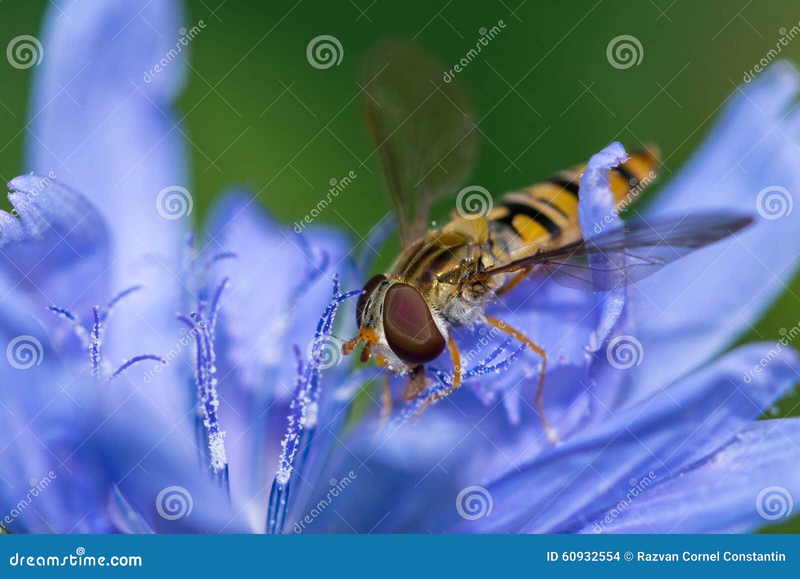 Fly on flower - fake bee stock photo. Image of outdoor - 60932554
