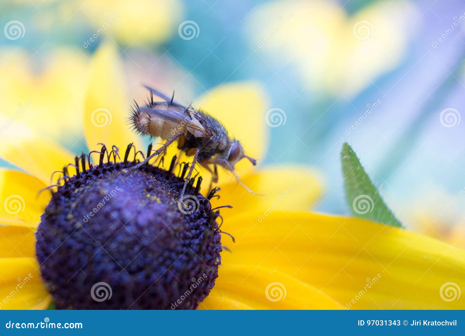 A fly on a flower 1 stock image. Image of blue, flora - 97031343