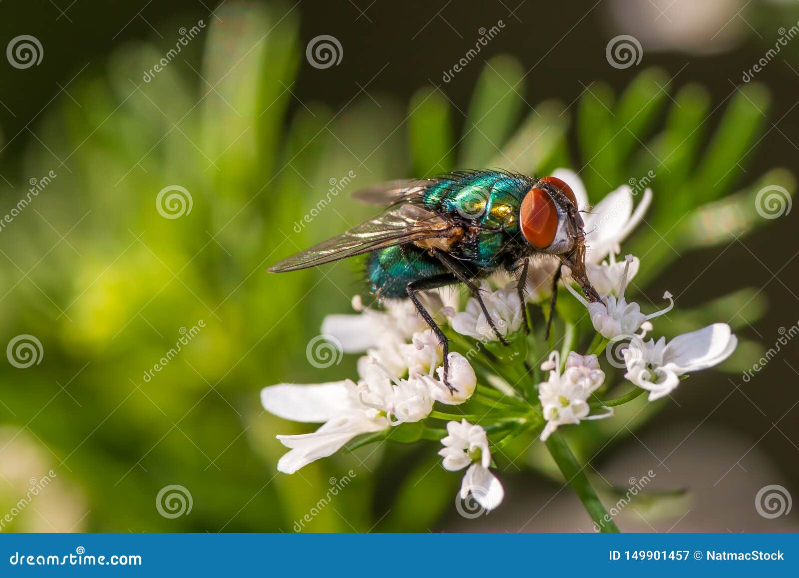 Fly on a Flower - Great Detail of Face, Compound Eye, and Thorax Stock ...