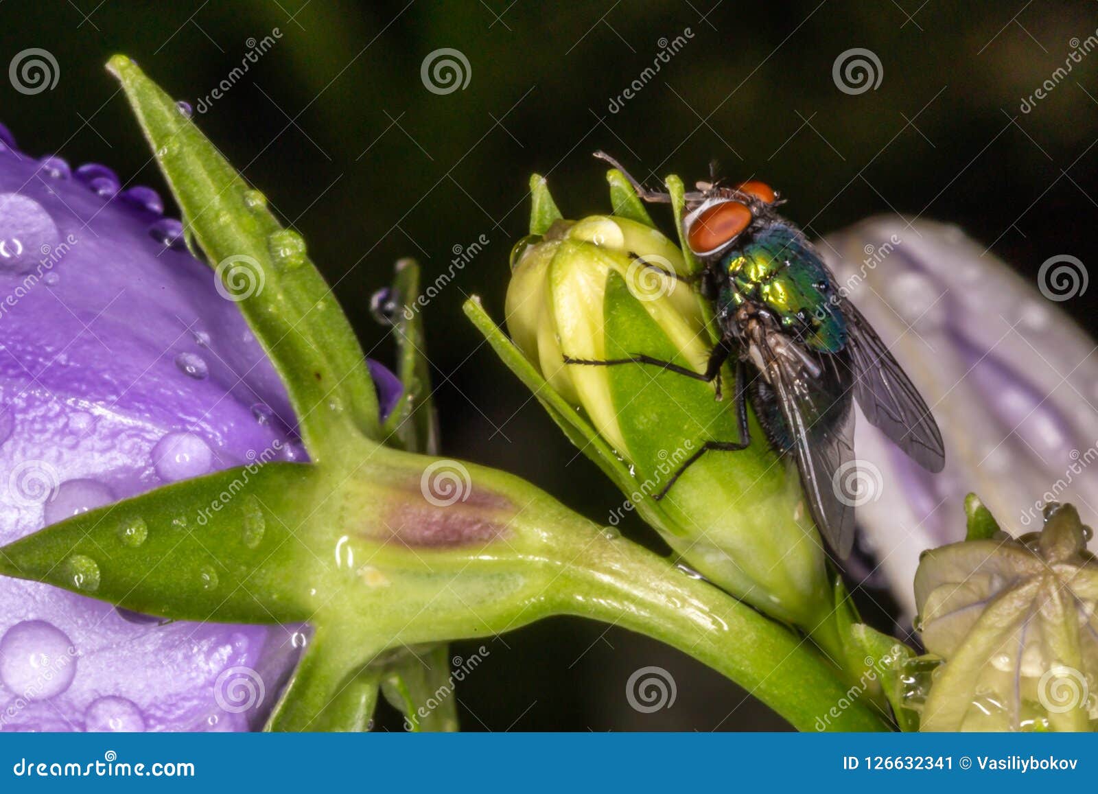 Fly on flower. Macrophoto stock image. Image of nature - 126632341