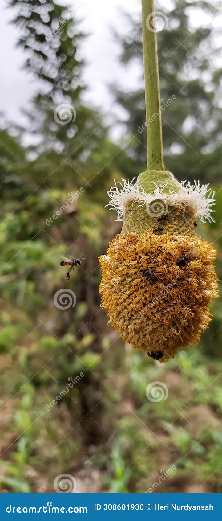 Fly in Flower Off Pete Plant Stock Photo - Image of pete, flower: 300601930